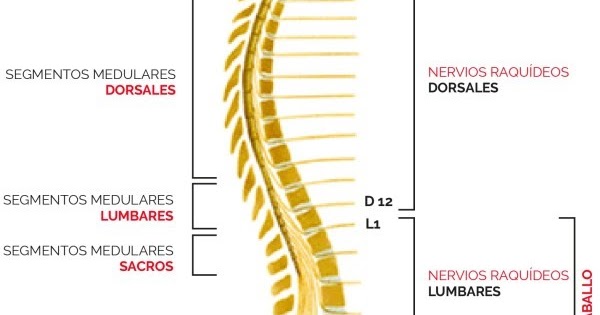 Nervios Raquídeos y Plexos