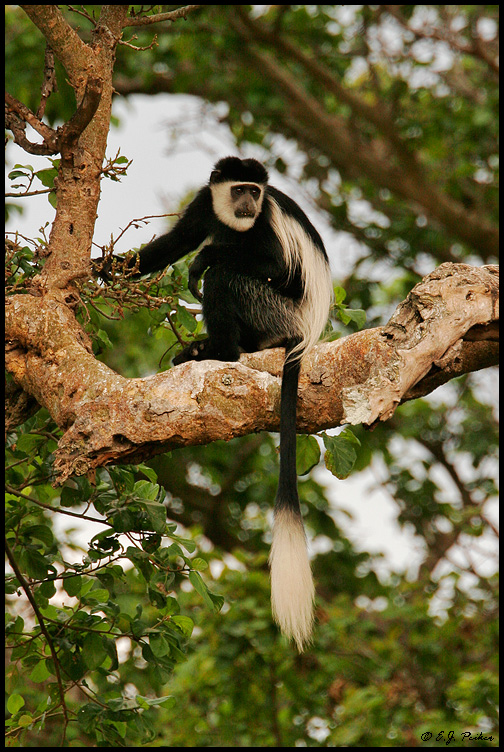 Animals pictures: Black and White Colobus Monkey
