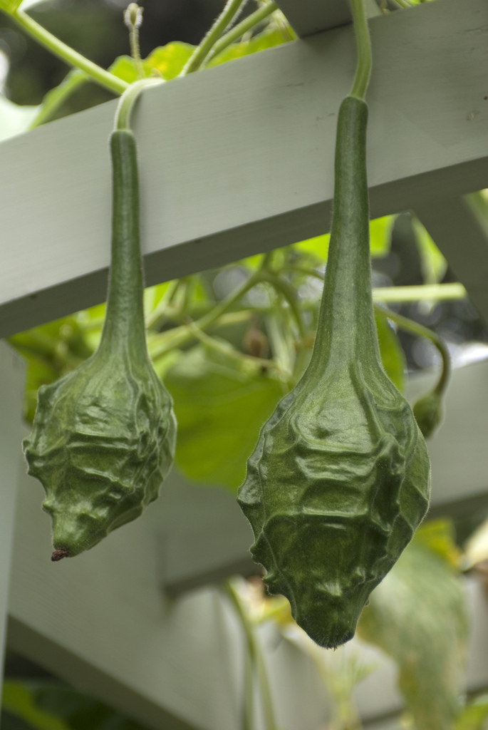 paradis express: Hanging gourds