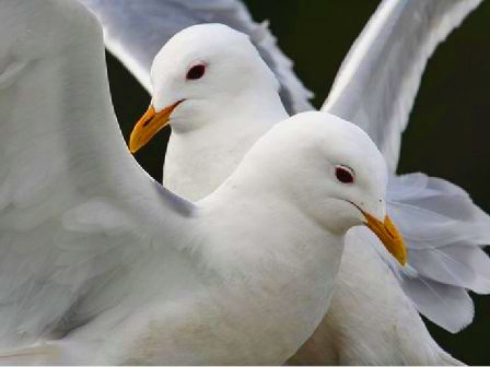 AVE MARIA - CHEMINS DE LUMIÈRE: LES COLOMBES DE NOTRE-DAME