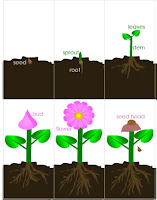 Little Stars Learning: Seeds, Seeds, Seeds! Book Activity #2 Plant ...