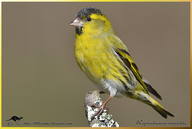 WILDLIFE GATEWAY: Portraits de Tarins