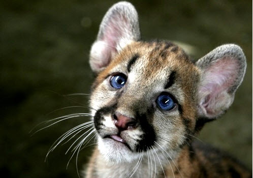 Cute Baby Puma Photos