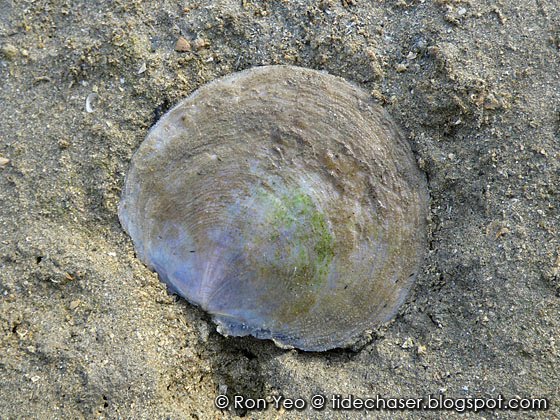 tHE tiDE cHAsER: Recent Trips to Semakau