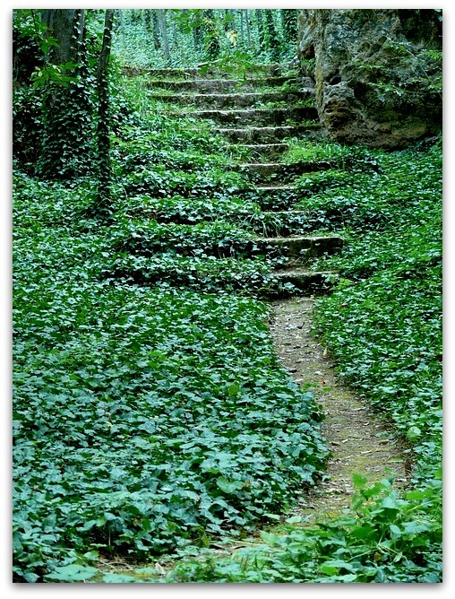 Yard and Garden Secrets: Cover Ground with Evergreen Vines