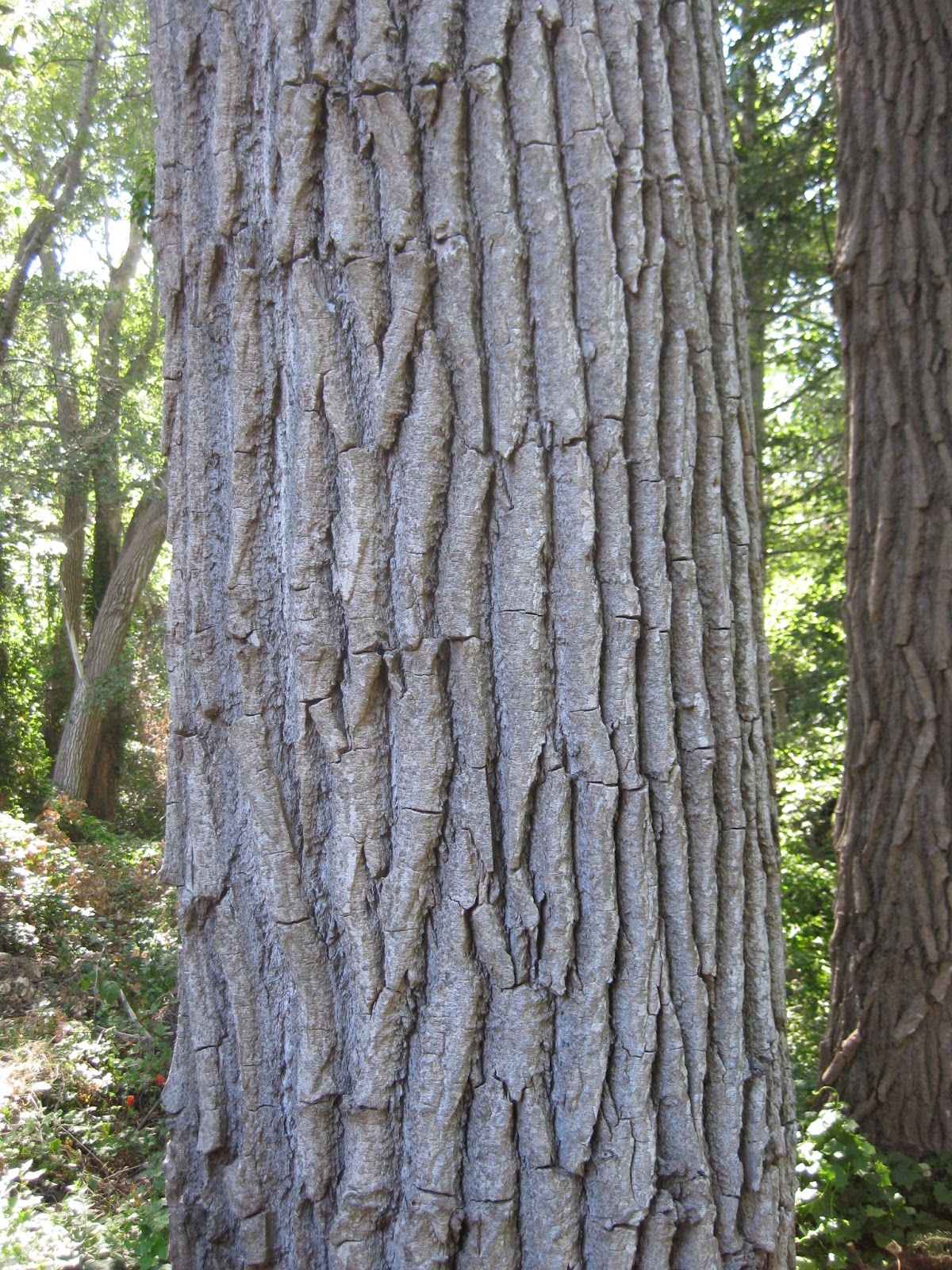 Trees of Santa Cruz County: Populus trichocarpa - Western Poplar