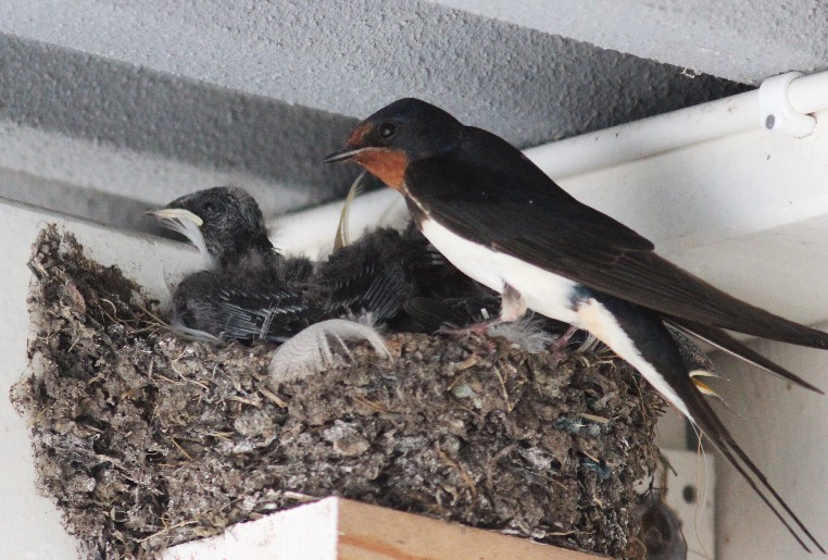 Fåglar på Öland: Fru Svala