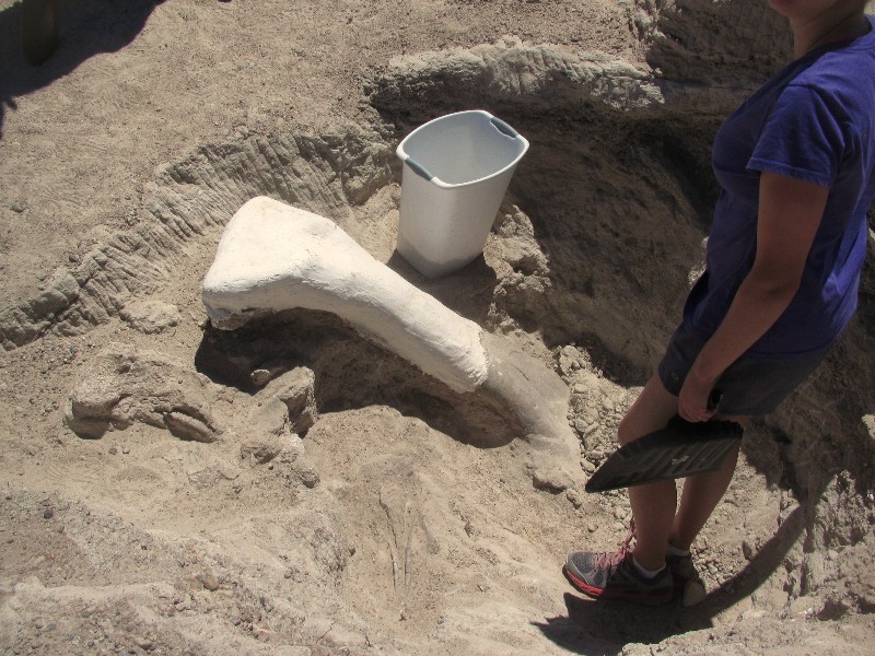 Life on the Open Road: Dinosaurs and Dead Bodies