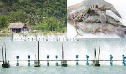 Just Happiness: How to Start a Shrimp Farming Project