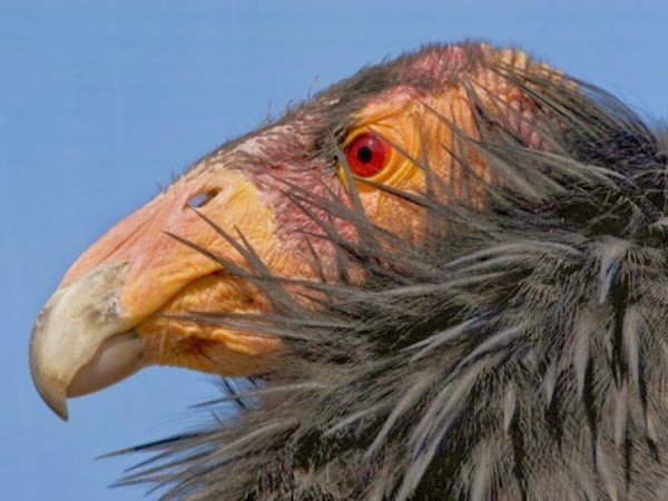 Un Mundo en Paz: Las criaturas más diabólicas de la naturaleza