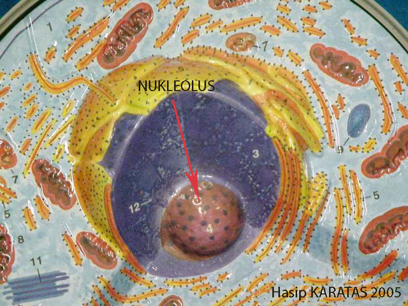 Biology for Share: NUKLEOUS