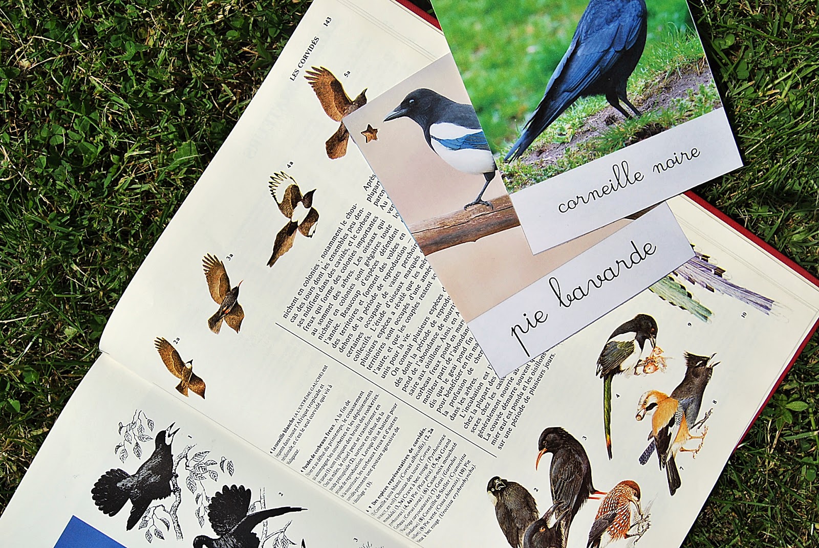 Cartes de nomenclature : les oiseaux - Merci qui ? Merci Montessori
