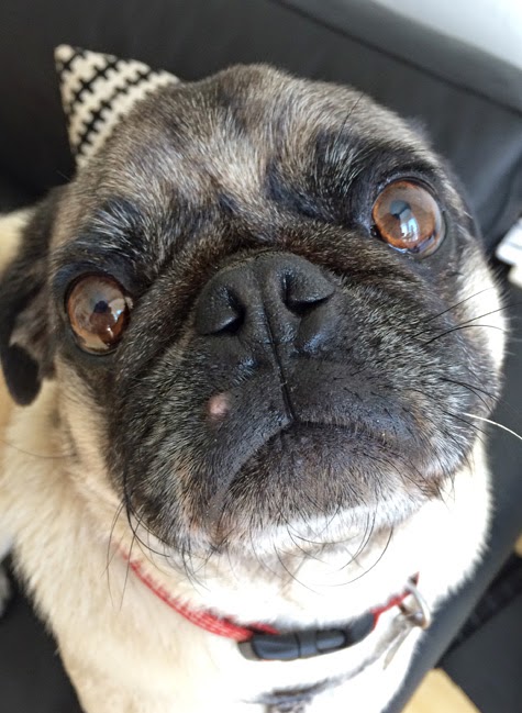 Why Do Pugs Get Pimples