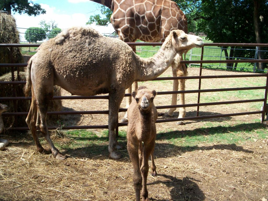 Very Amazing And Nice CAMEL Wallpapers HD