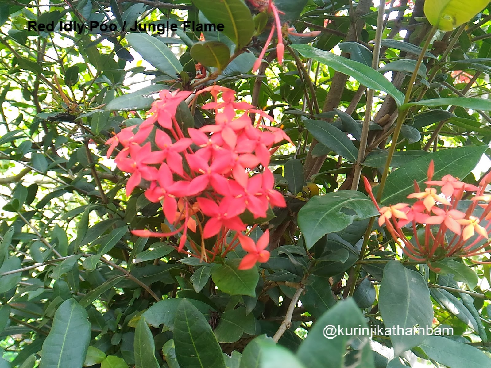 Flowers from My Cam: 20. Red Idly Poo / Jungle Flame ~ Kurinji Kathambam