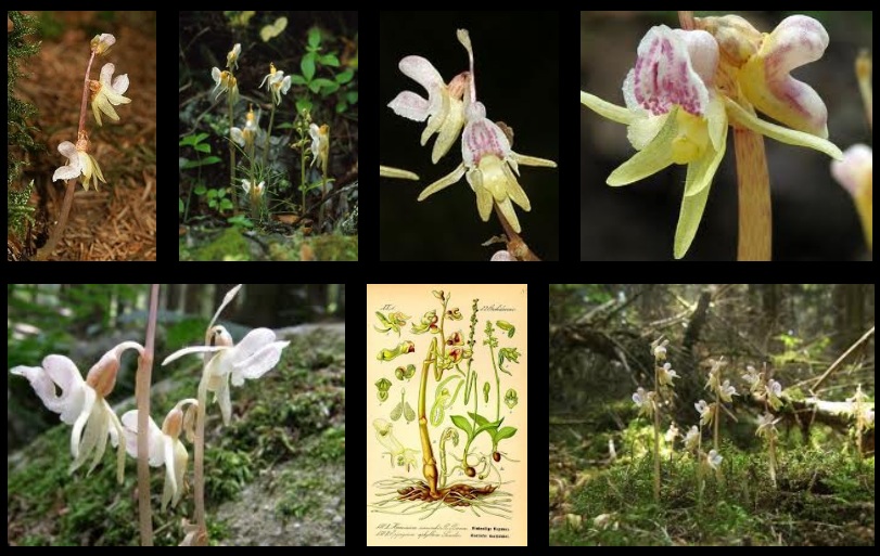 Monster Bego: 10 Jenis Bunga Paling Langka di Dunia & Hampir Punah