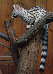 blog 365: Wild Genets as Exotic Pets