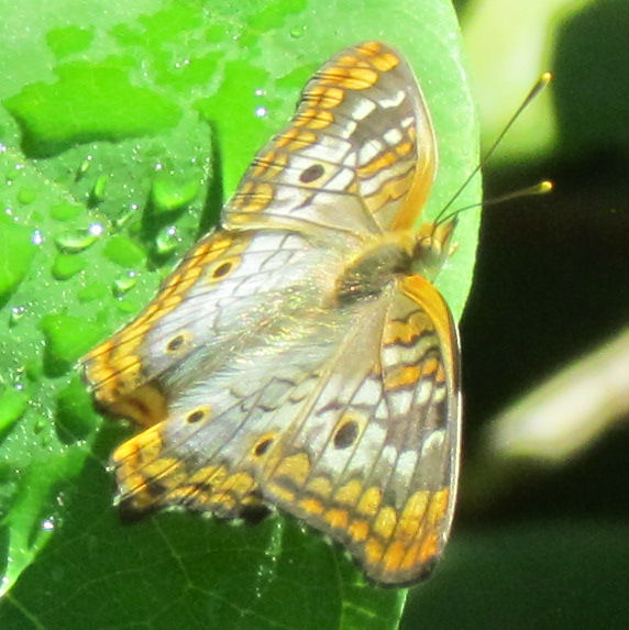 Foto Blog Puerto Rico: Foto de mariposa en playa pastillo