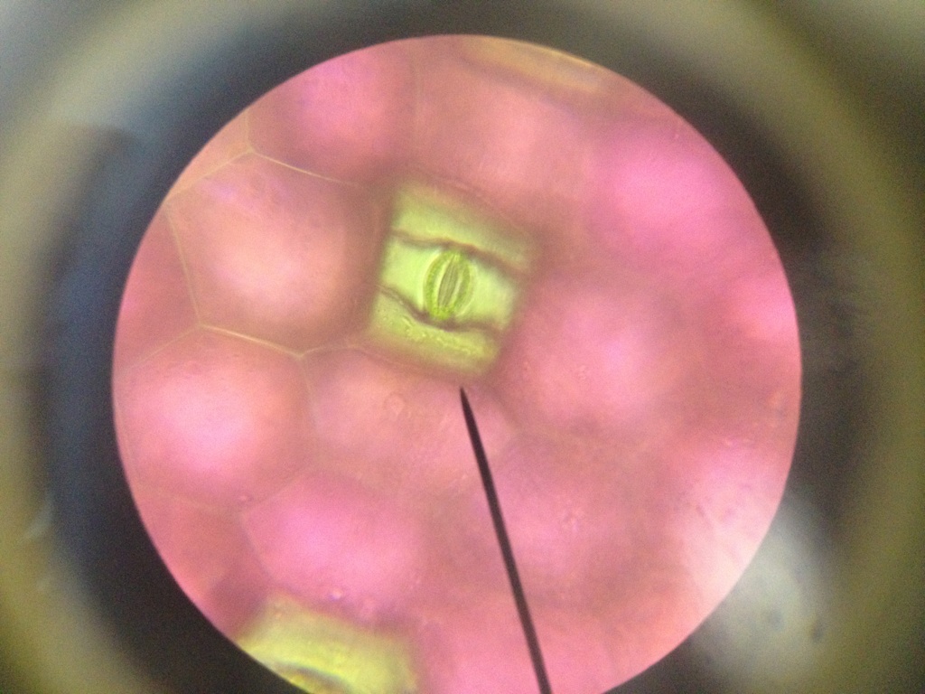 swifty science: stomata lab