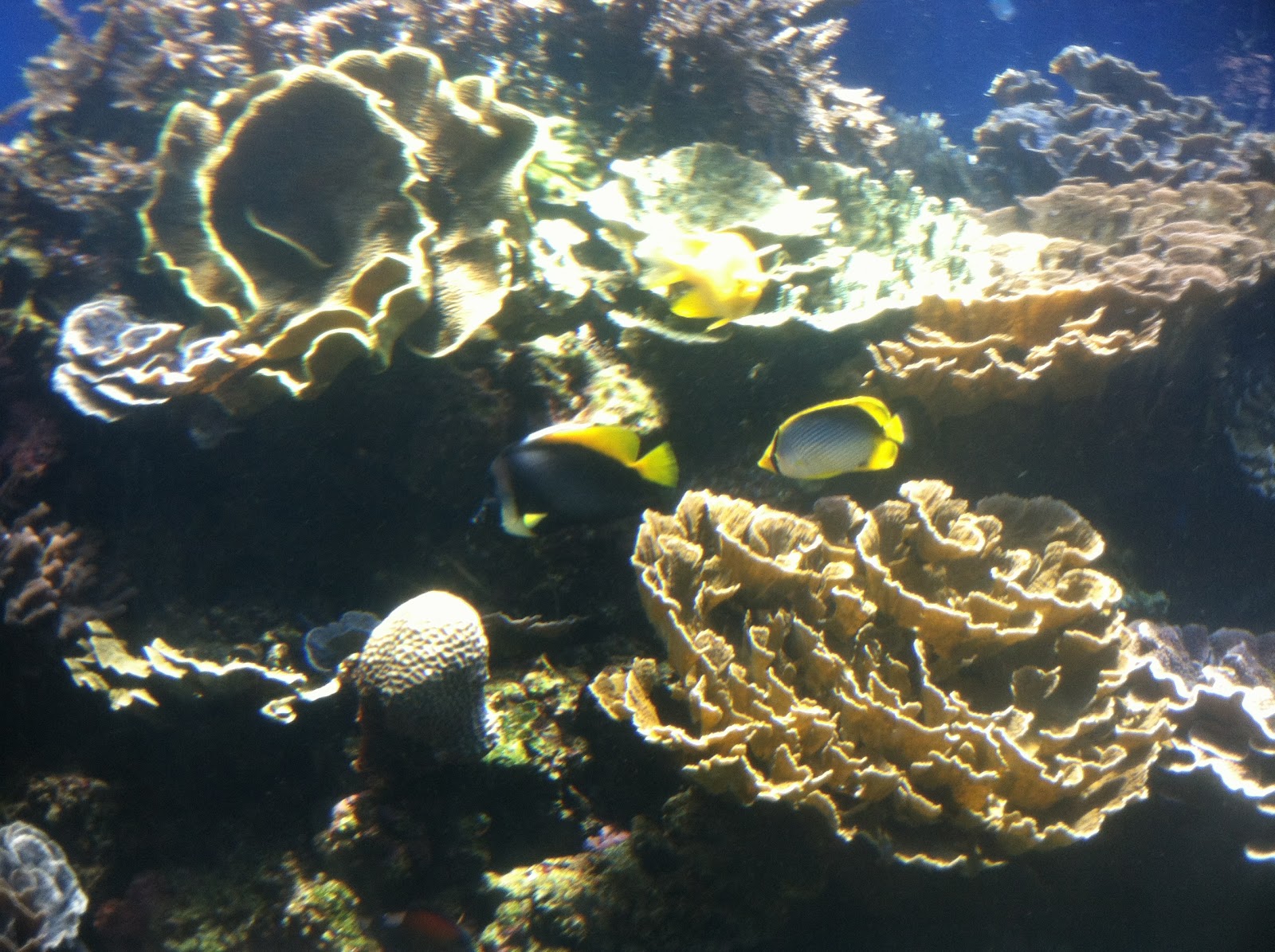 Mr Reef Tank: What are SPS corals