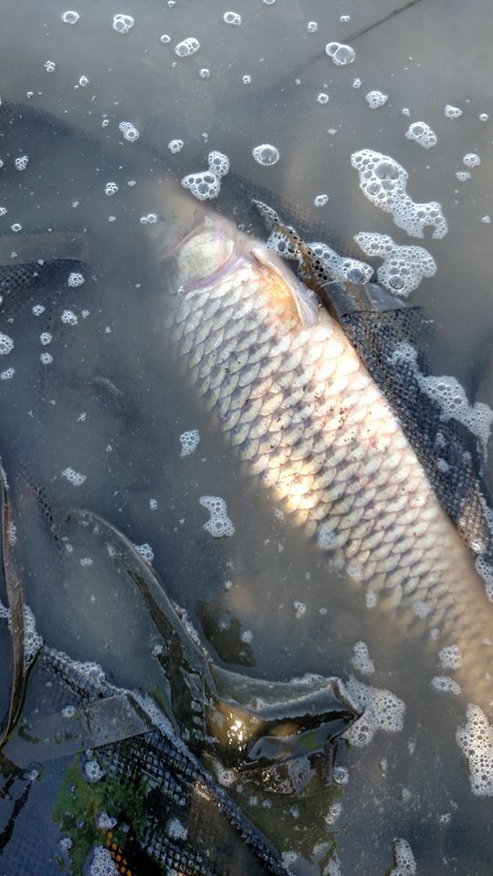 Michigan Carp Fishing Blog: How to Catch Common Carp