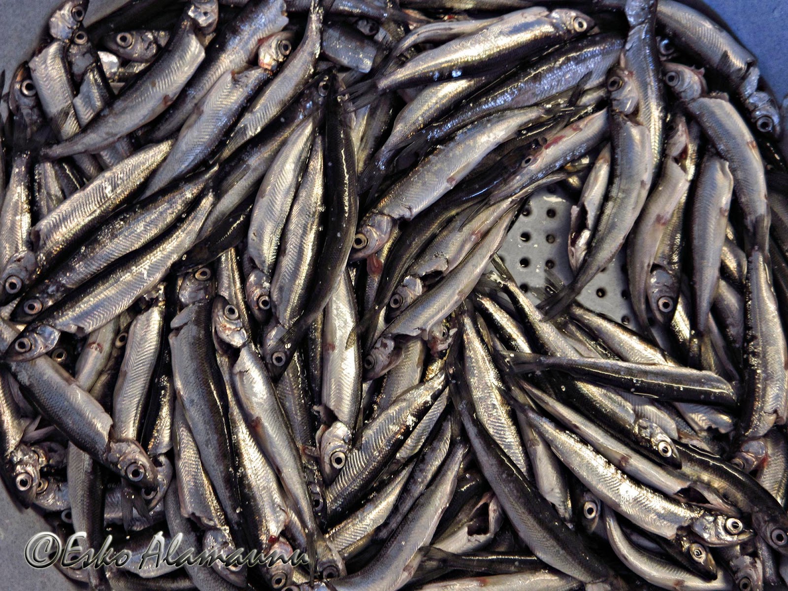 Eko-Kuvia: Muikku liikkuu ja käy pyydykseen.....