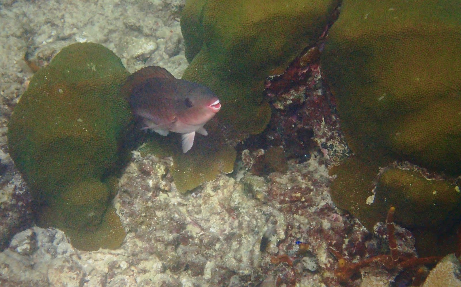 Things we did today...: Boobie Bonanza