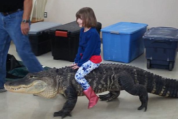 Young girl pictured riding and playing with a huge alligator - Nigeria ...
