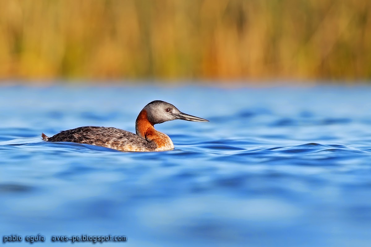mis fotos de aves: Podiceps major Macá Grande Great Grebe