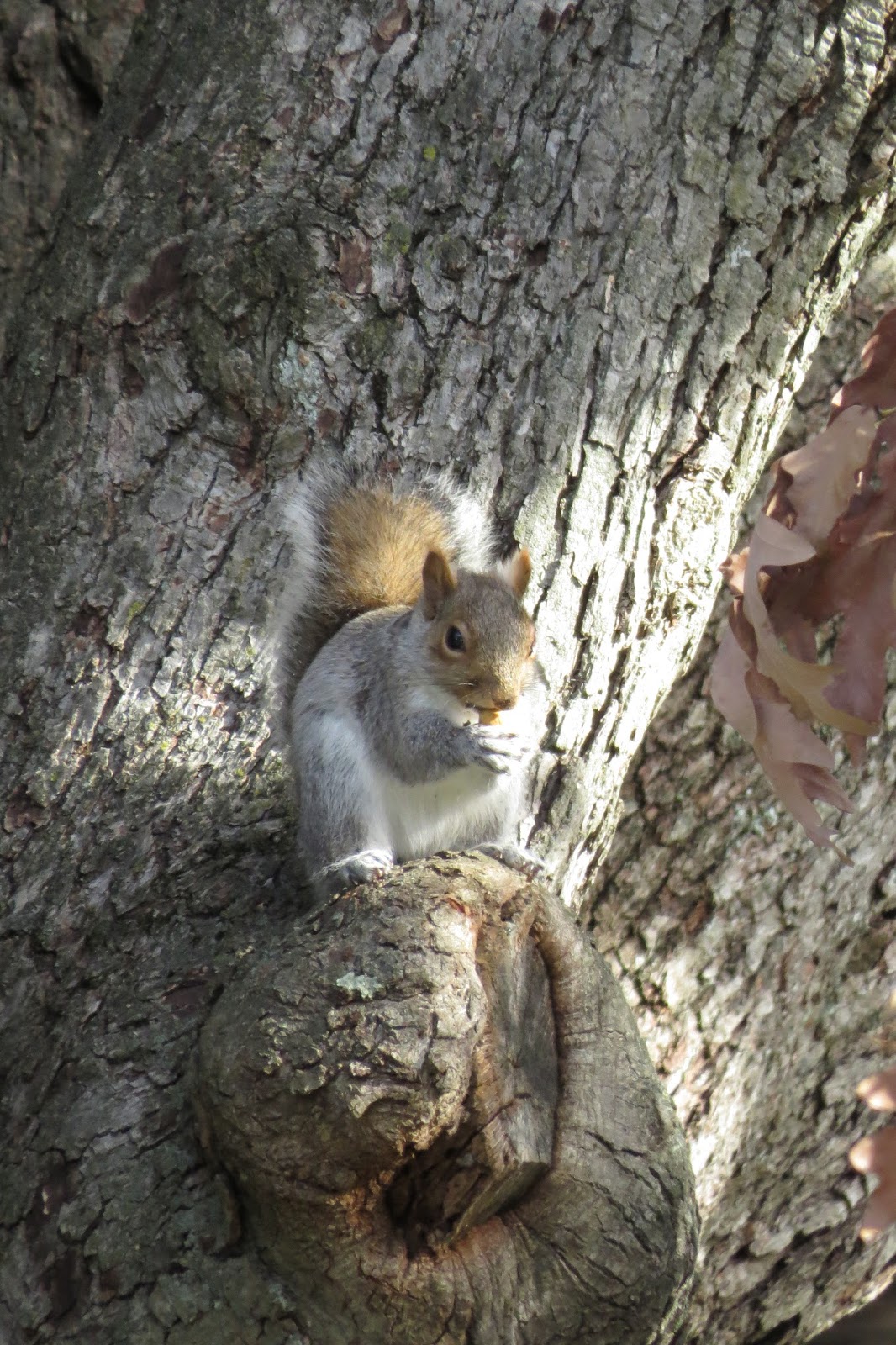 NorthernWings: Black Squirrels