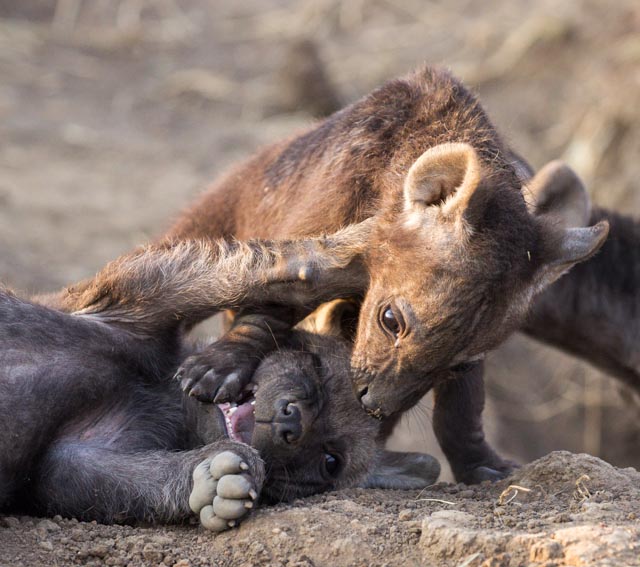 Notes From Kenya: MSU Hyena Research: Play behavior in spotted hyenas