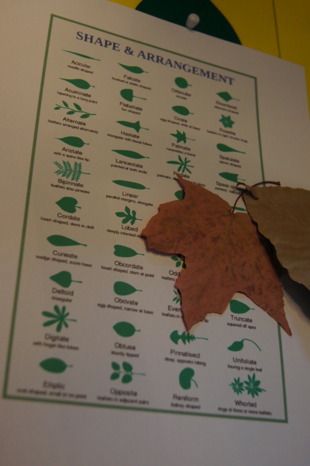 Montessori Leaf Cabinet, Montessori Botany At Home Part 2 - "Making ...