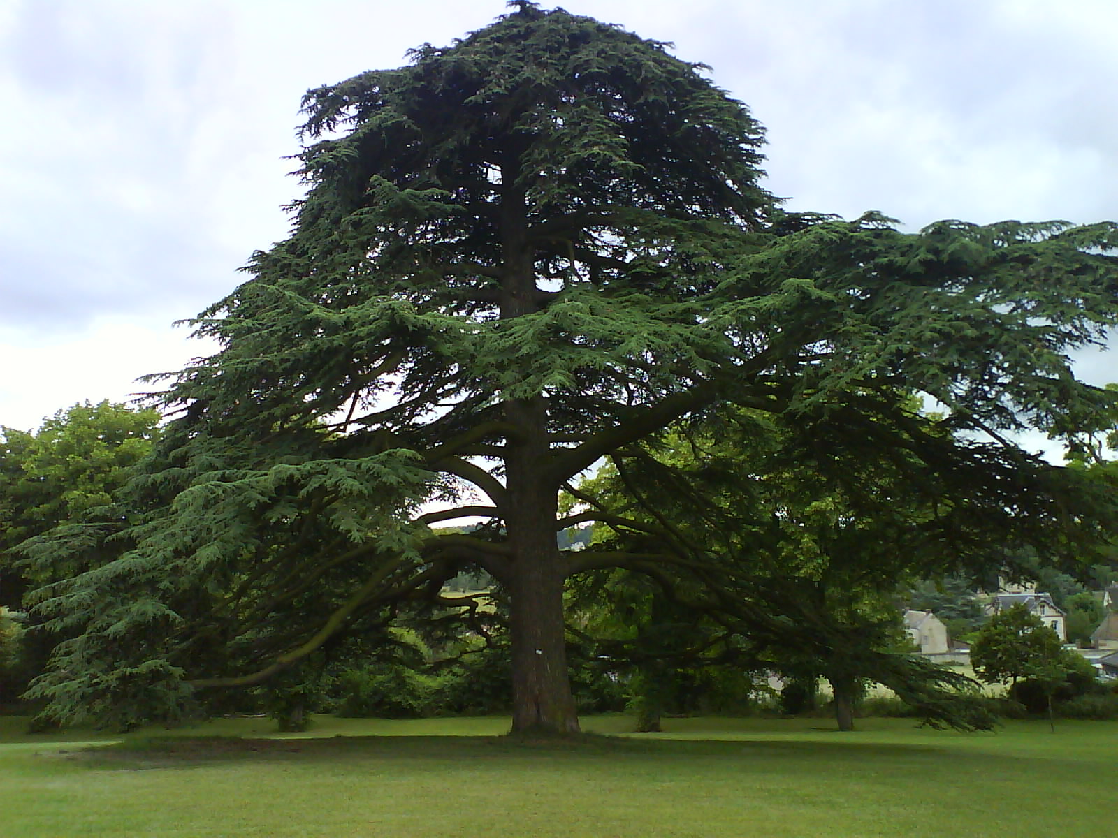 Nomade en changement: Le cèdre et le plan de tomates ou comment changer ...