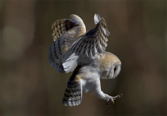 Most Beautiful Pictures: Top 10 Most Beautiful Owl's.