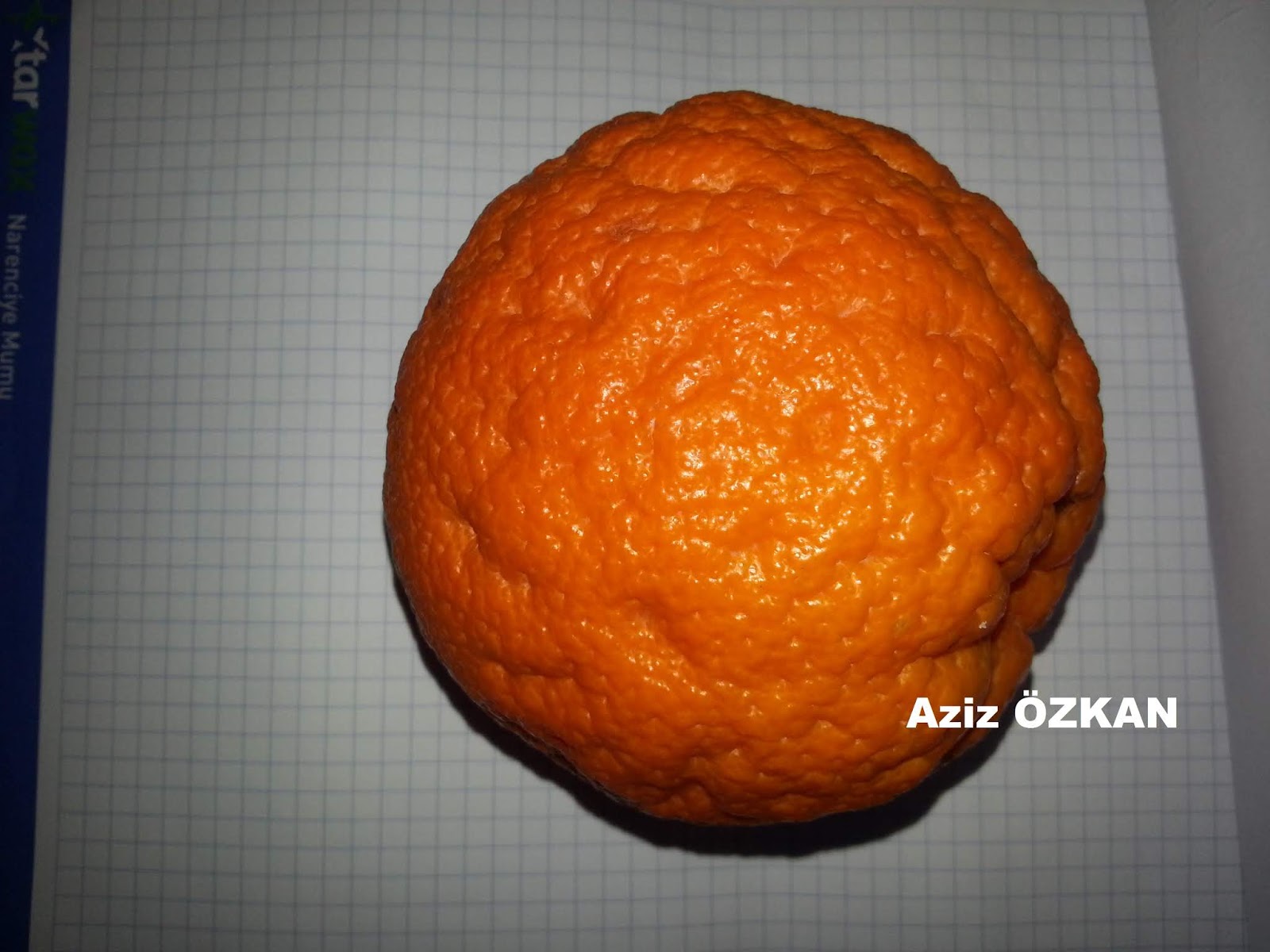 Aziz Özkan Tarım Bilgi Paylaşım Portalı Hoşgeldiniz: NARENCİYE DE KABUK ...