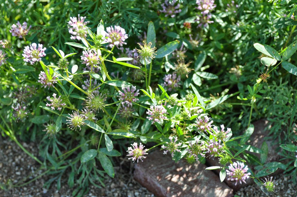 Mother Nature's Backyard - A Water-wise Garden: Plant of the Month ...