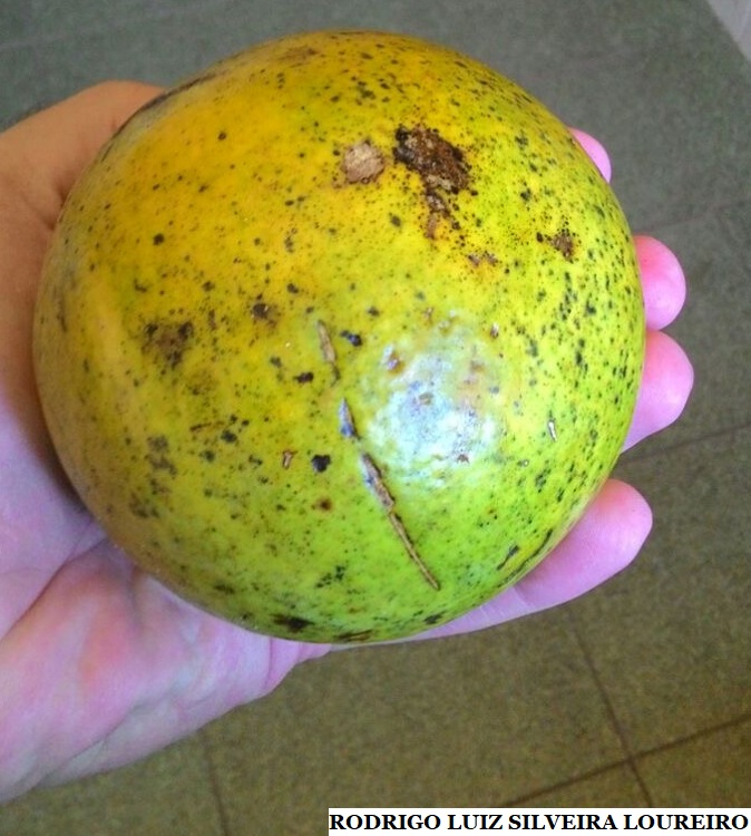 Viveiro Ciprest - Plantas Nativas e Exóticas: Maciela ou Massala ...