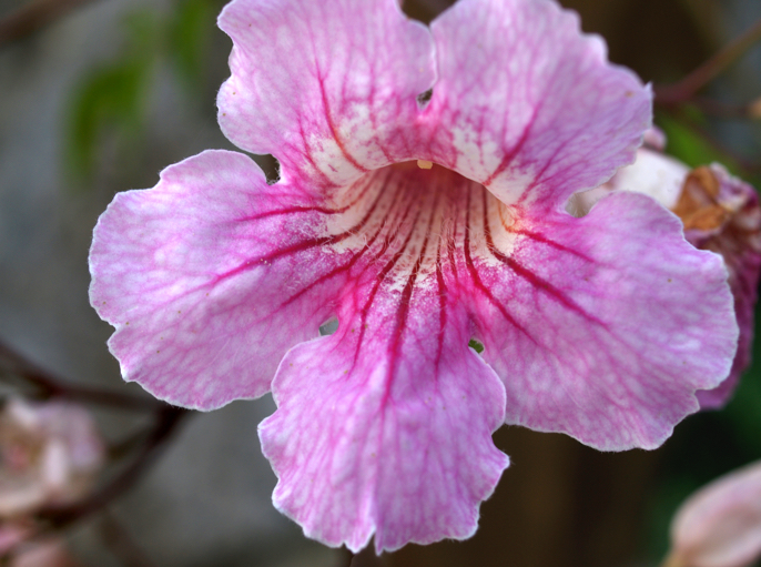Flores que alegran el jardín en otoño: bignonia rosa