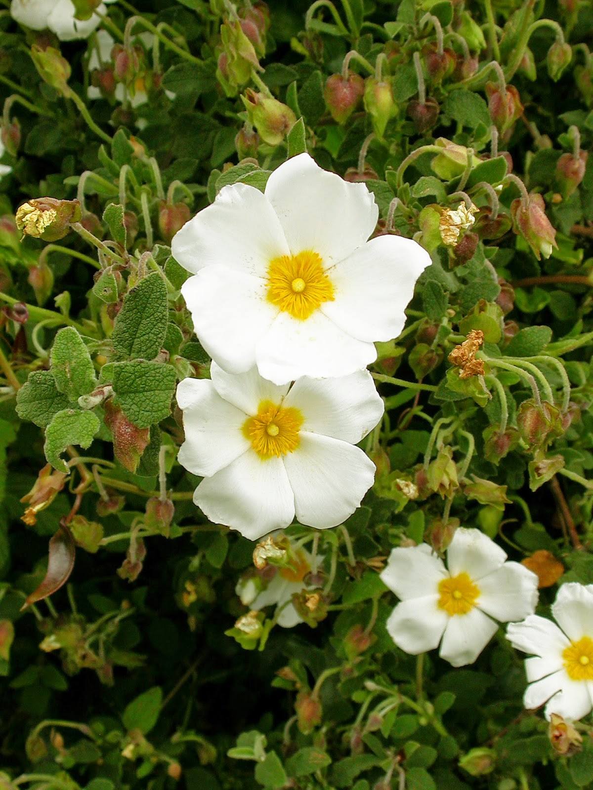 TALAIA. PAISAJE Y MEDIO AMBIENTE: La Regeneración Ecológica de Taludes