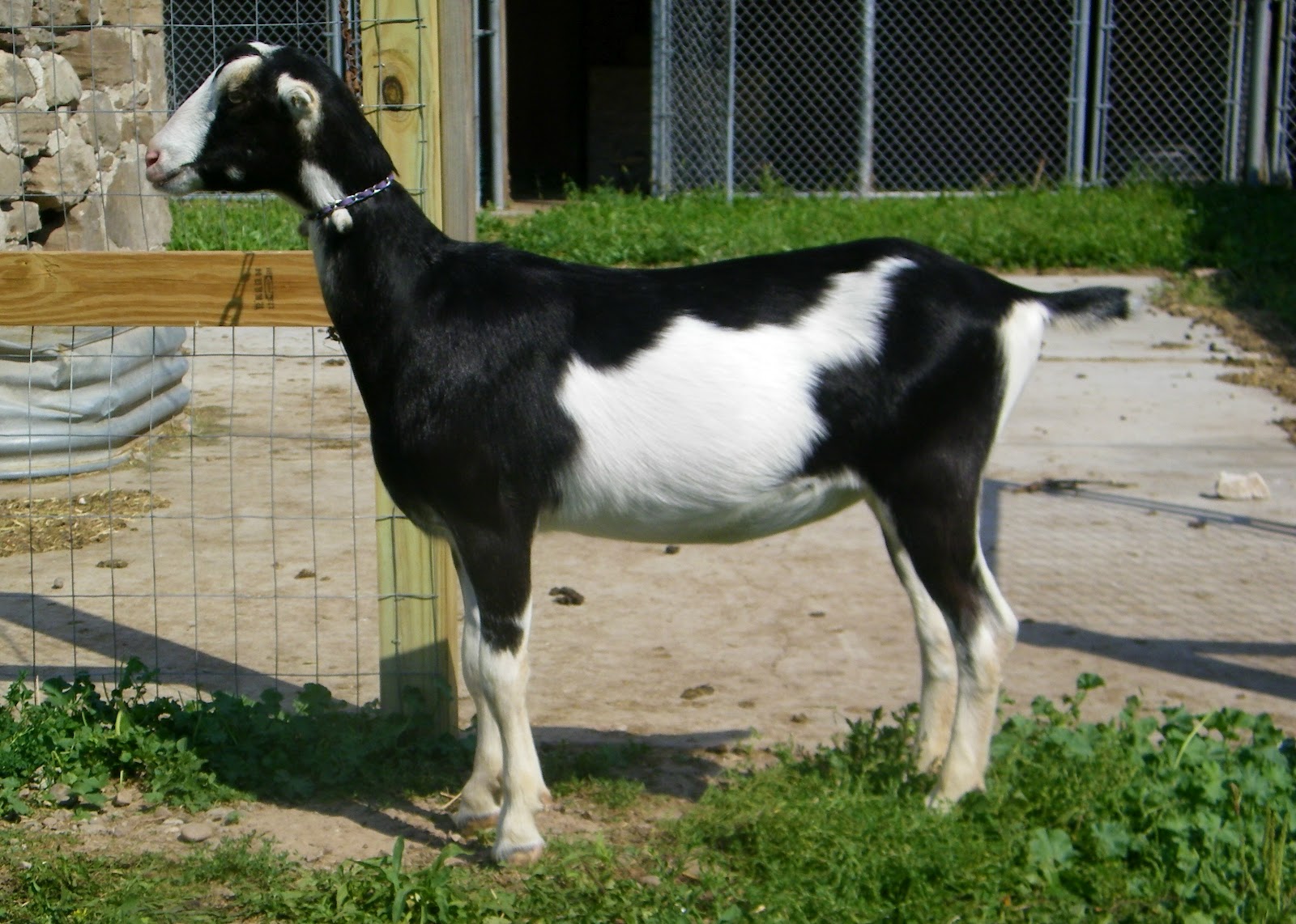 Harvesting Hanna: Growing goats