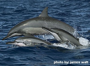 Delfines: Tipos de delfines