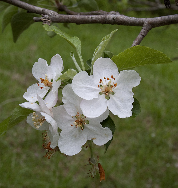 Habitat Home: Wolf River Apple Tree