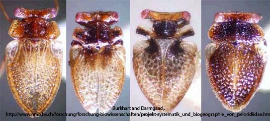 Bizarre Creature of the Day: Creature 17: Coleorrhyncha