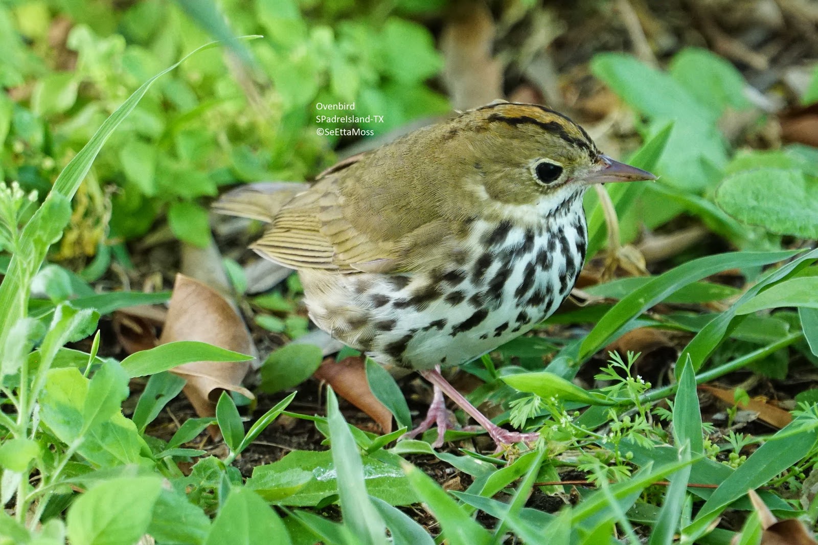 Ovenbird-up close and personal