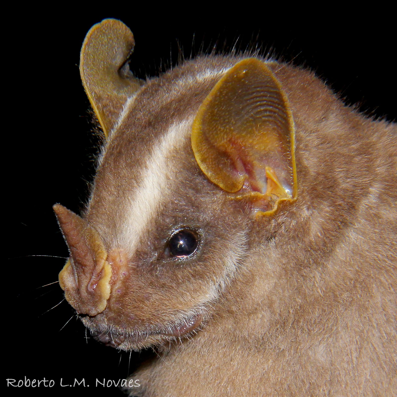 Morcegos do Brasil: Platyrrhinus lineatus