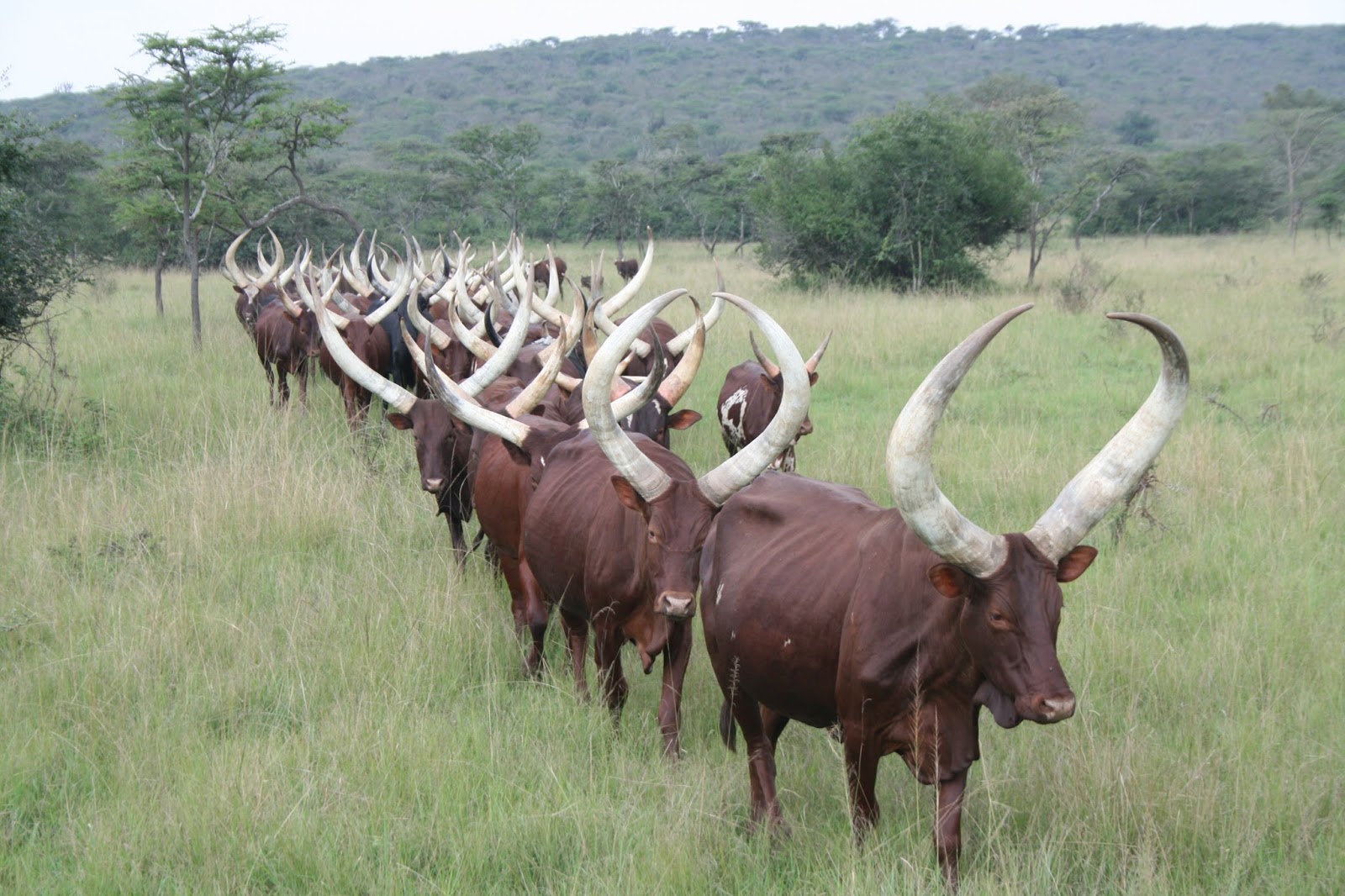 Ankole Cattle – Benjamin Muhumuza's site