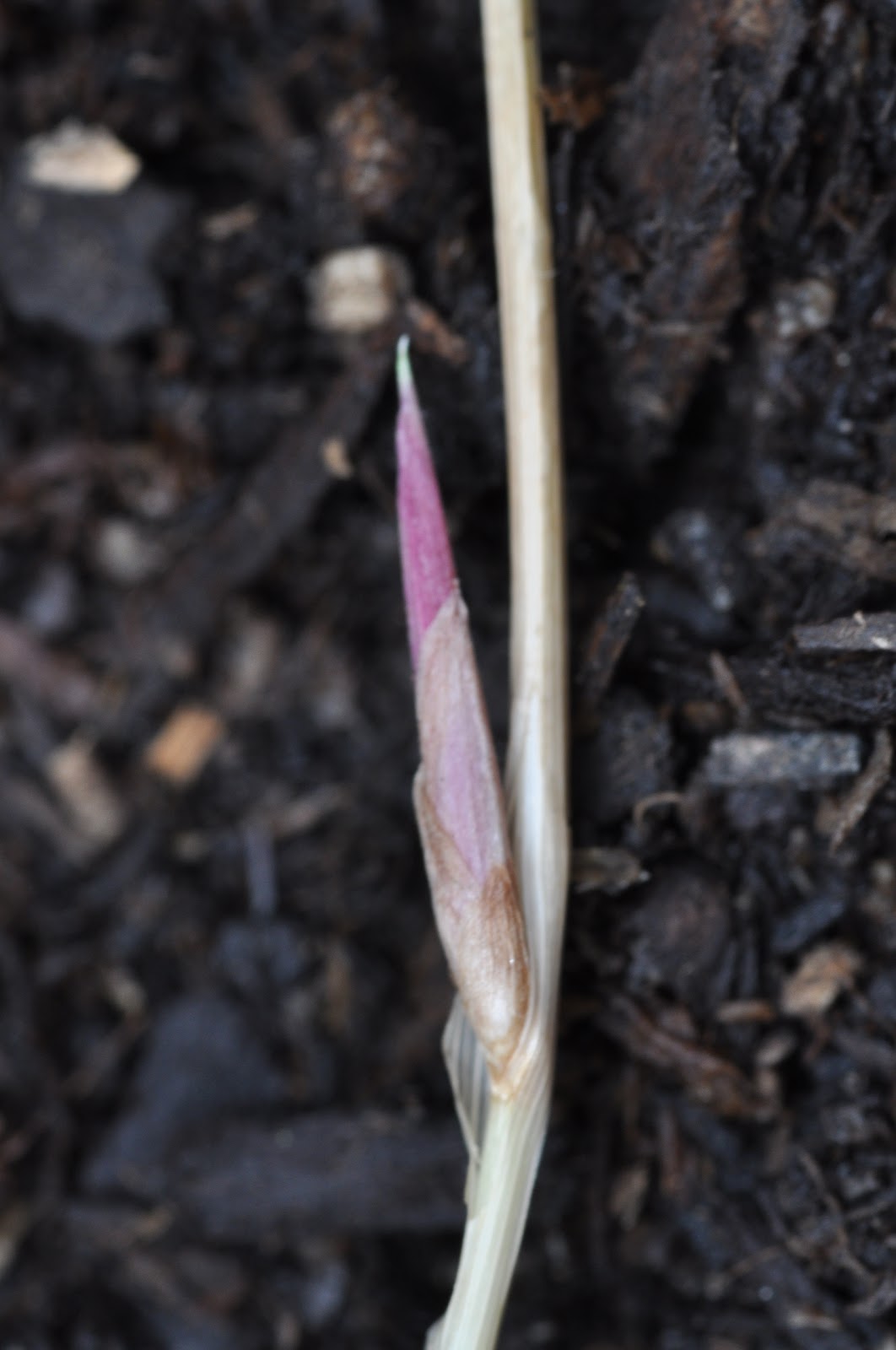 California Botany Blog: Ramets in Poa sierrae
