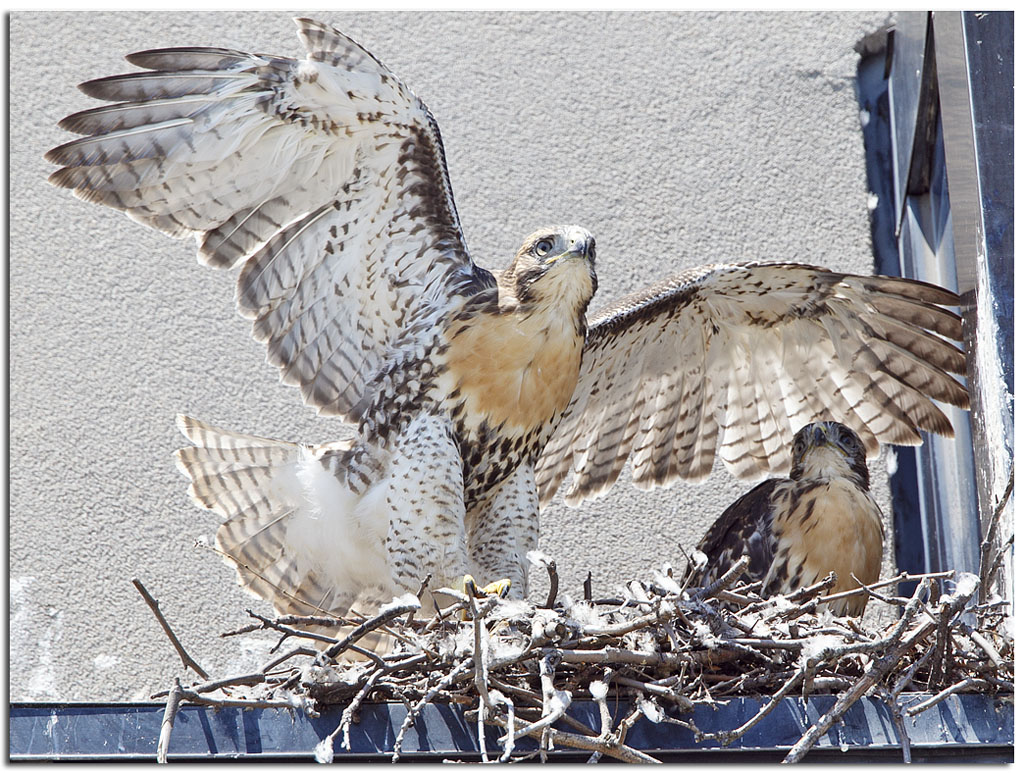 Owls & Others of Essex, MA: Red-tailed Hawks - Cambridge, MA - June 05 ...