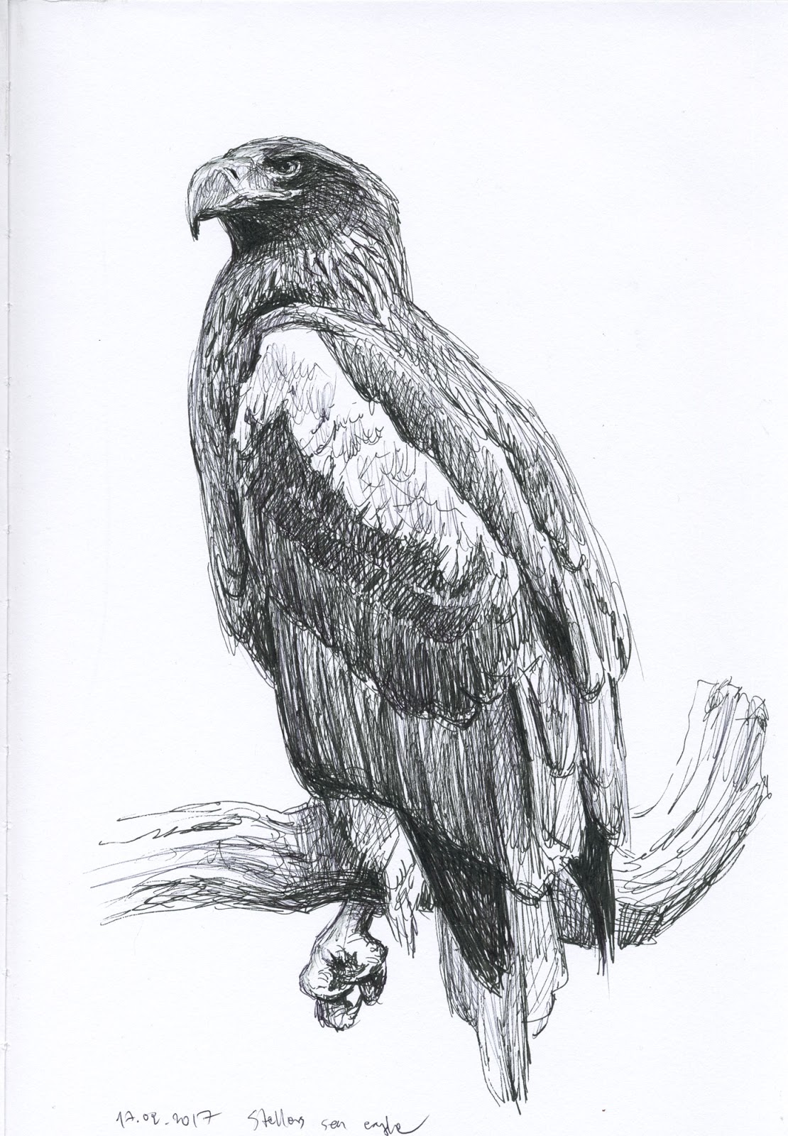 Bearded vulture & Steller`s sea eagle studies
