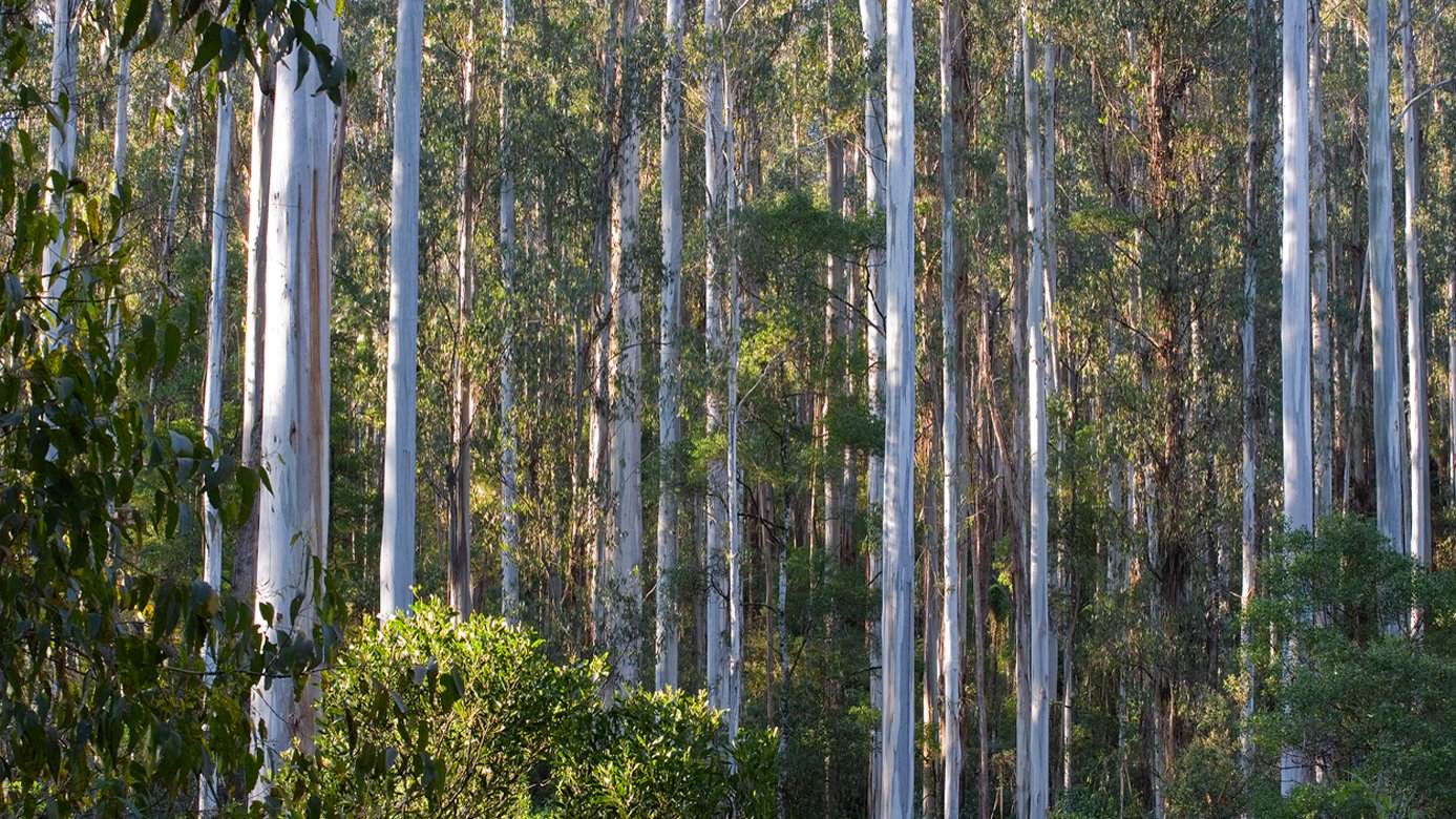 Seemorerocks: Collapse of mountain ash ecology threatens Melbourne's ...